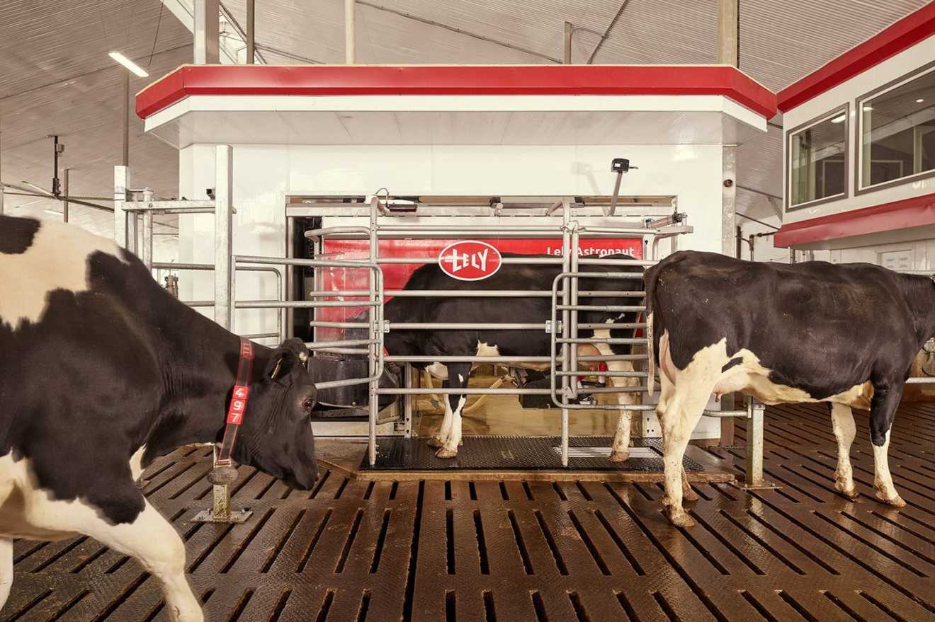 Le robot repousse fourrage Lely Juno évolue - FARM Connexion