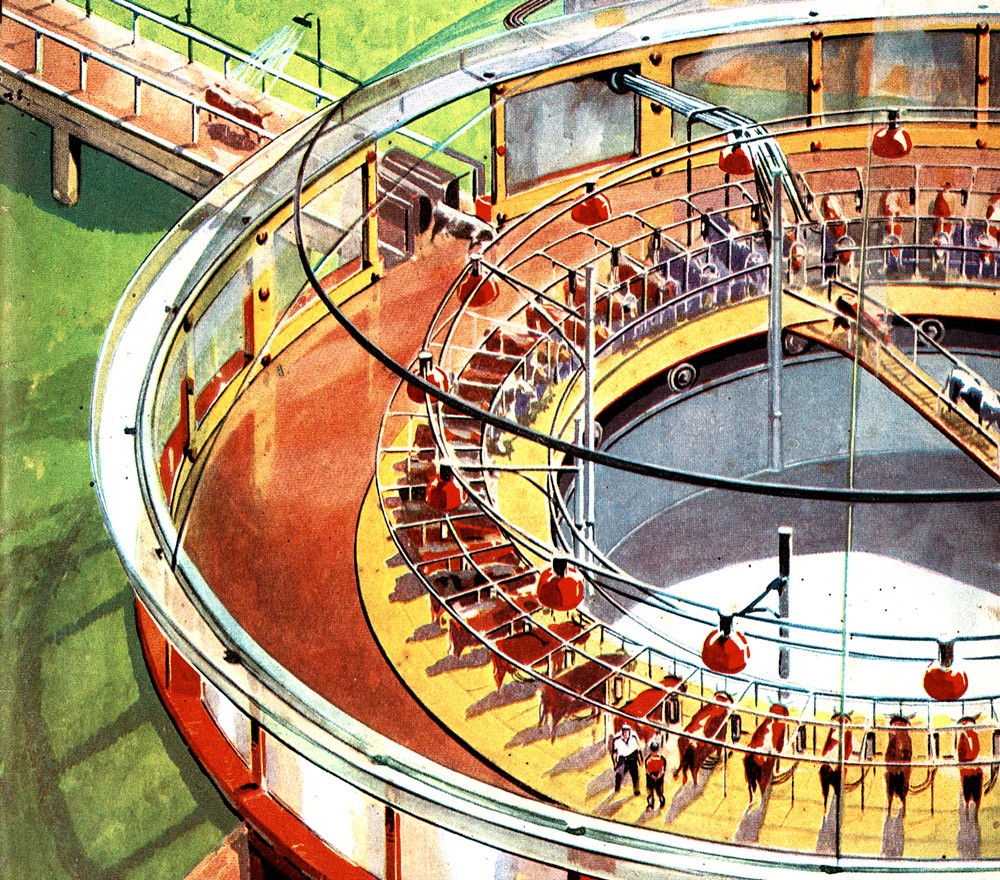 En 1950, le Rotolactor peut traire 250 vaches laitières en une heure ...